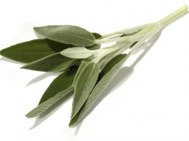 Como Plantar Salva- Feminina